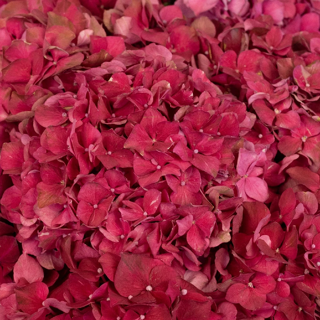 Crimson Red Hydrangea Flowers